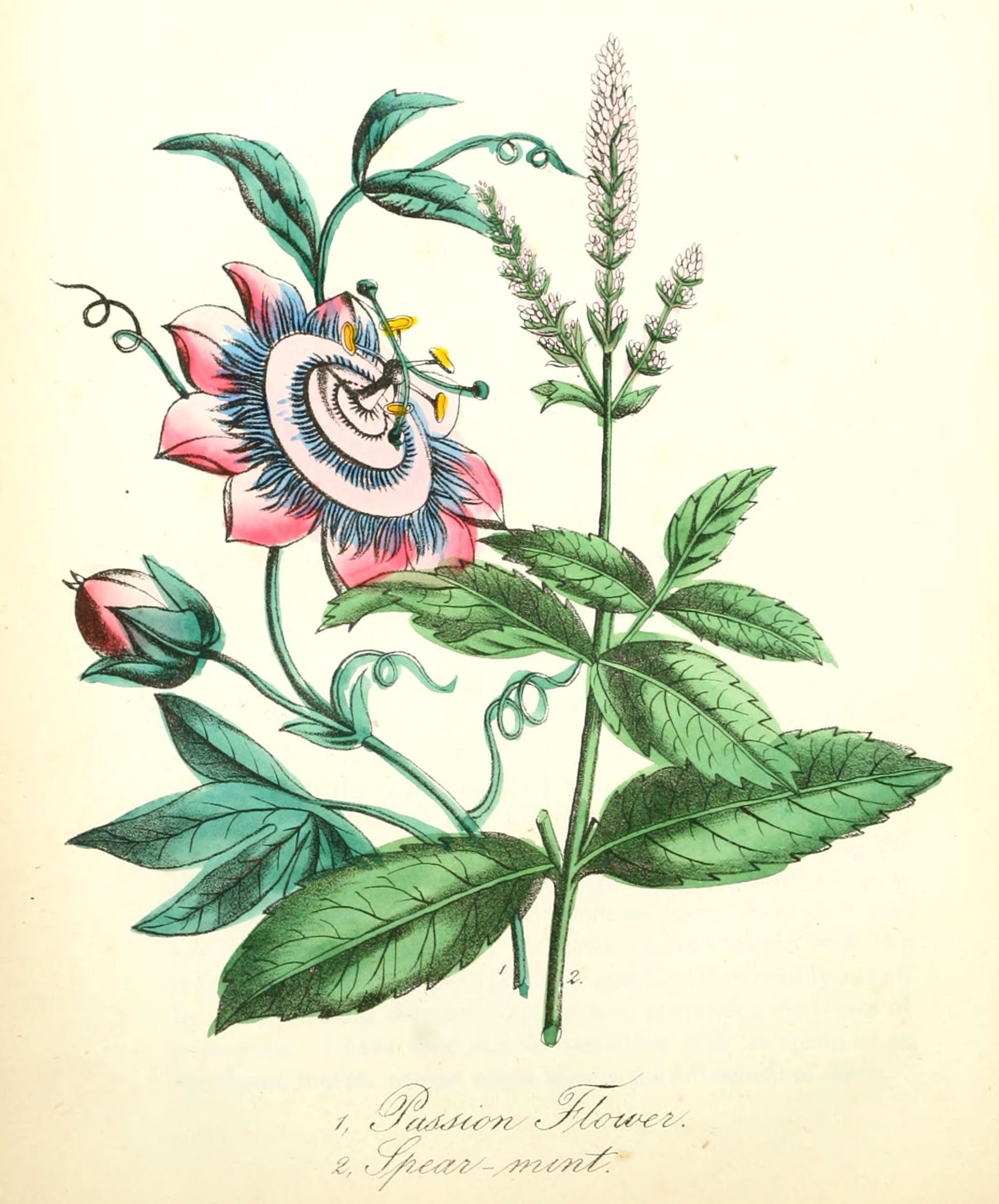 Jason Ryberg: “Passion Flowers and Puzzle Boxes” – As It Ought To Be