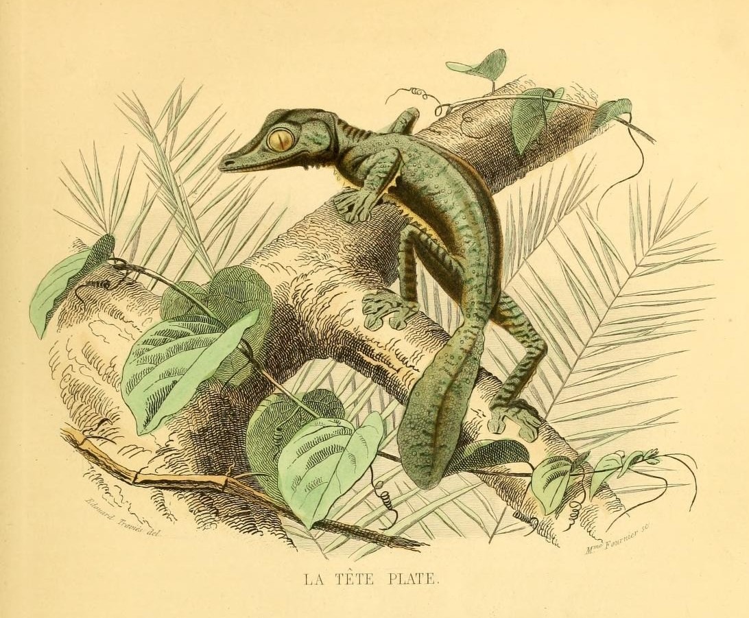 Sarah Carleton: “Guidelines for House Gecko” – As It Ought To Be