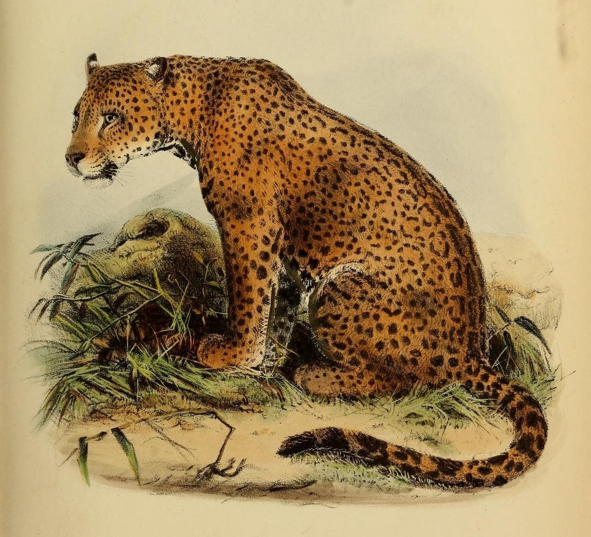 The Cat that Wears the Night Sky for Skin: Charles Bowden and the ...