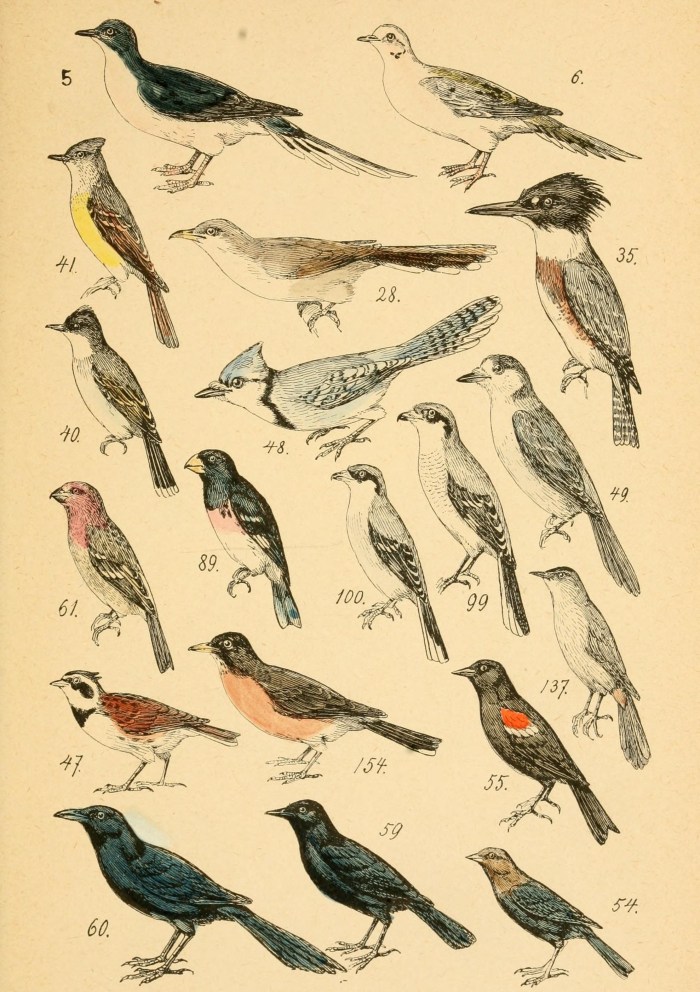 Justin Karcher: “How Birdwatching Saved Your Life” – As It Ought To Be