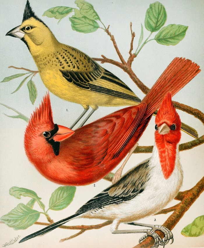 Phyllis Klein: “Picture Book of Tears as Birds” – As It Ought To Be