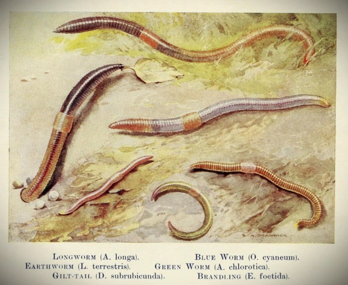 Madison Woodle: “Worms” – As It Ought To Be